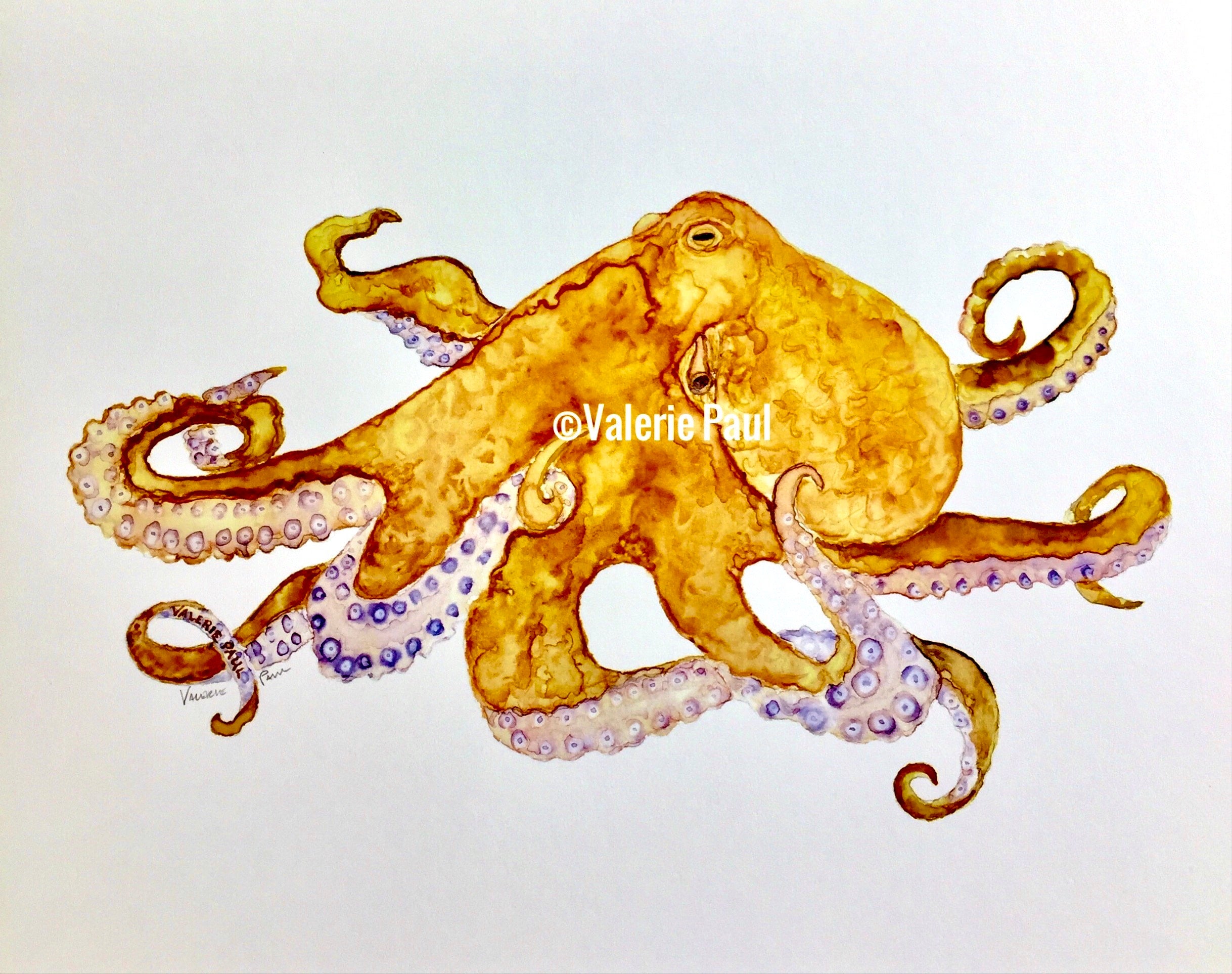 Octopus | Valerie Paul Art